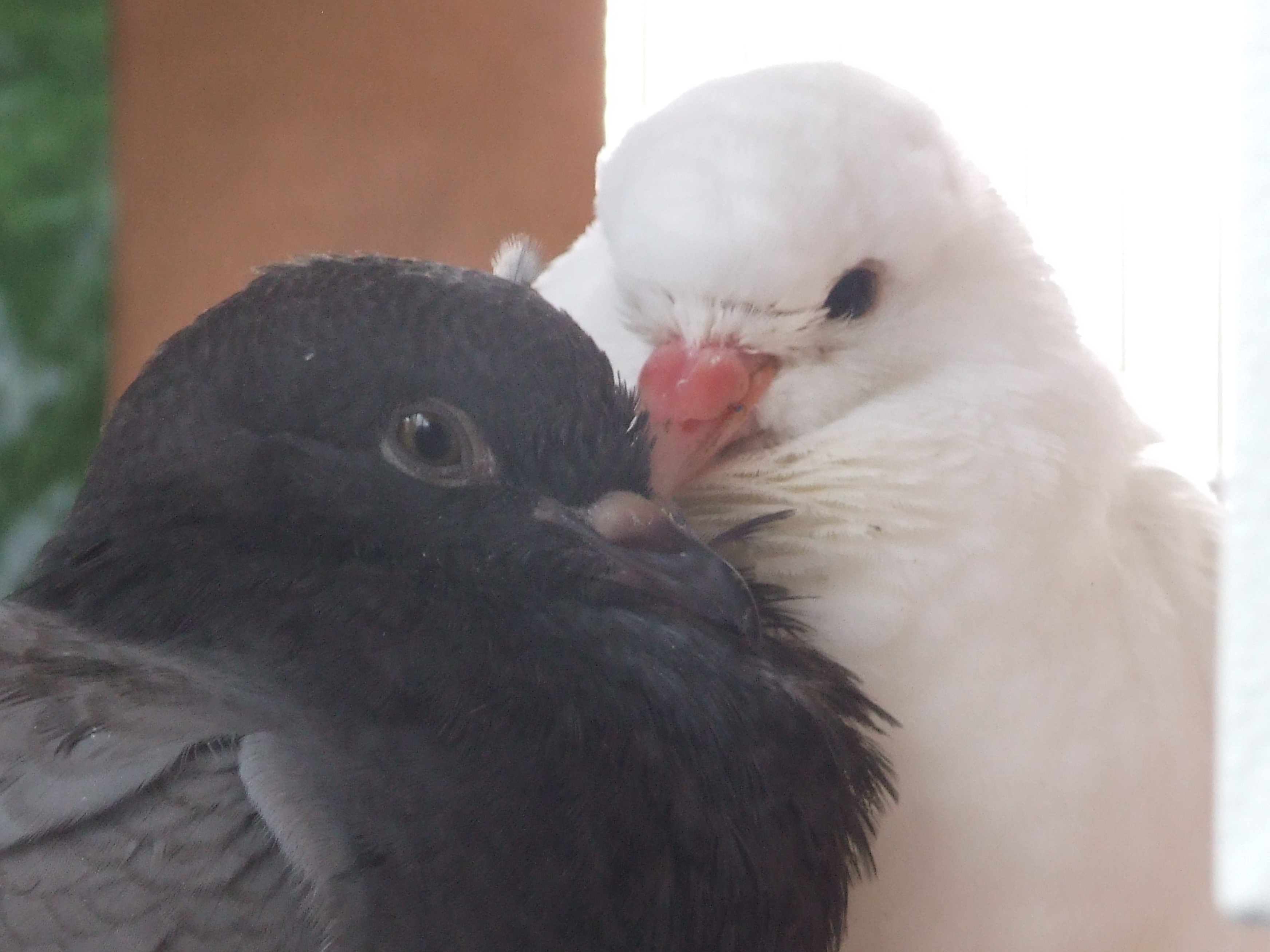 Blind baby Jenny made friends with rescued baby king pigeon Maya