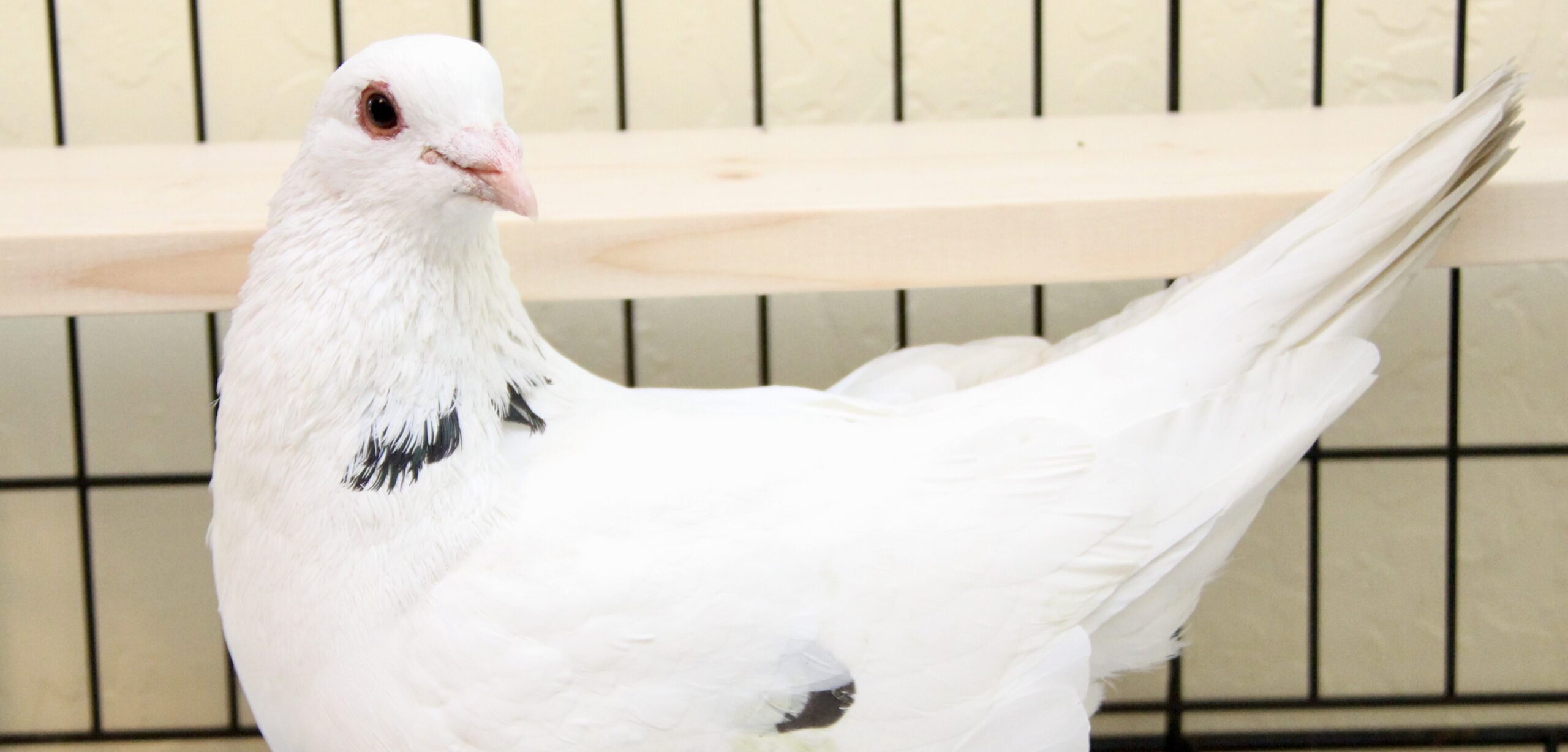 Available & Adopted Birds | Palomacy Pigeon & Dove Adoptions